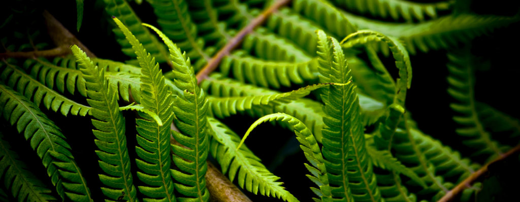 Banner-Auckland-Rainforest-Tours - Bush and Beach