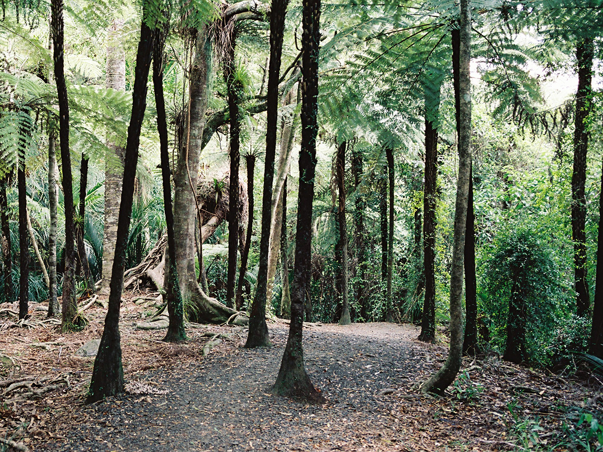 Hiking tours from Auckland with Bush and Beach