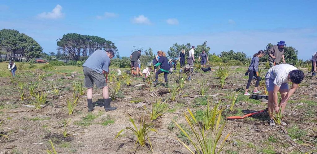 Regenerative tourism in Auckland - Bush and Beach